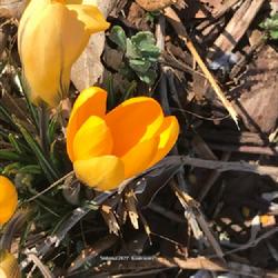 Dutch Crocus (Crocus 'Yellow Mammoth') in the Crocus Database - Garden.org