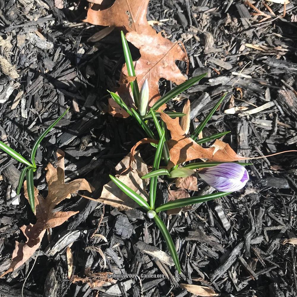 Photo of the entire plant of Dutch Crocus (Crocus vernus 'King of the ...
