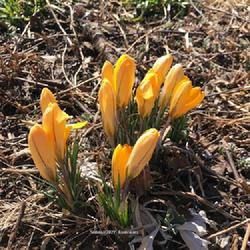 Dutch Crocus (Crocus 'Yellow Mammoth') in the Crocus Database - Garden.org
