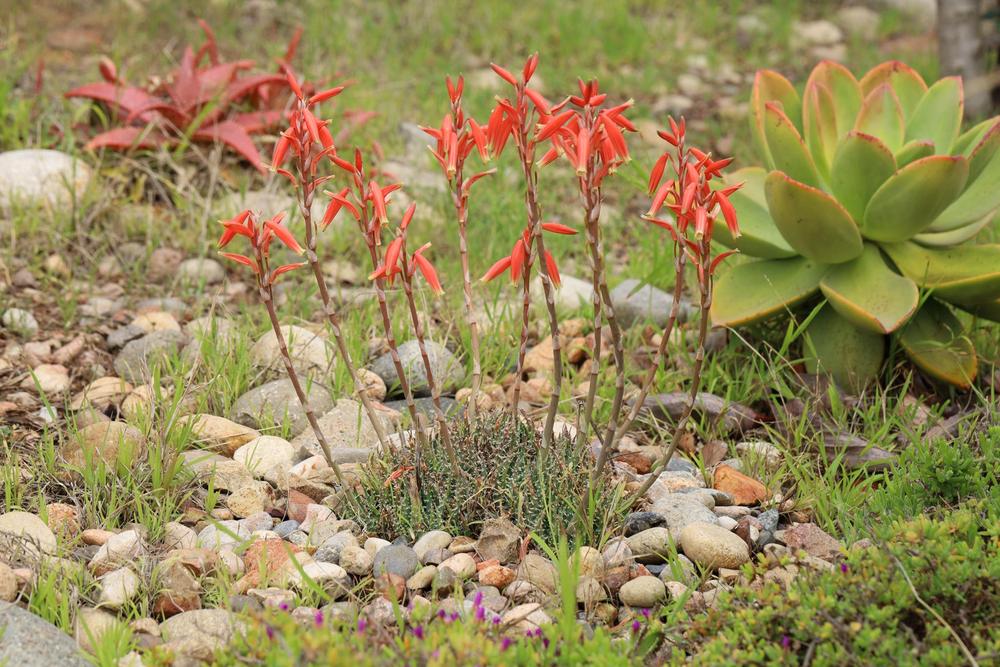 Photo of the entire plant of Spider Aloe (Aloe humilis) posted by Baja ...