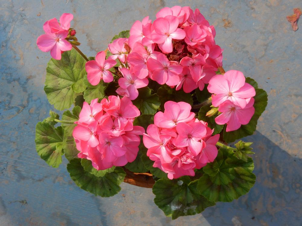 Zonal Geranium (Pelargonium x hortorum) in the Pelargoniums Database ...