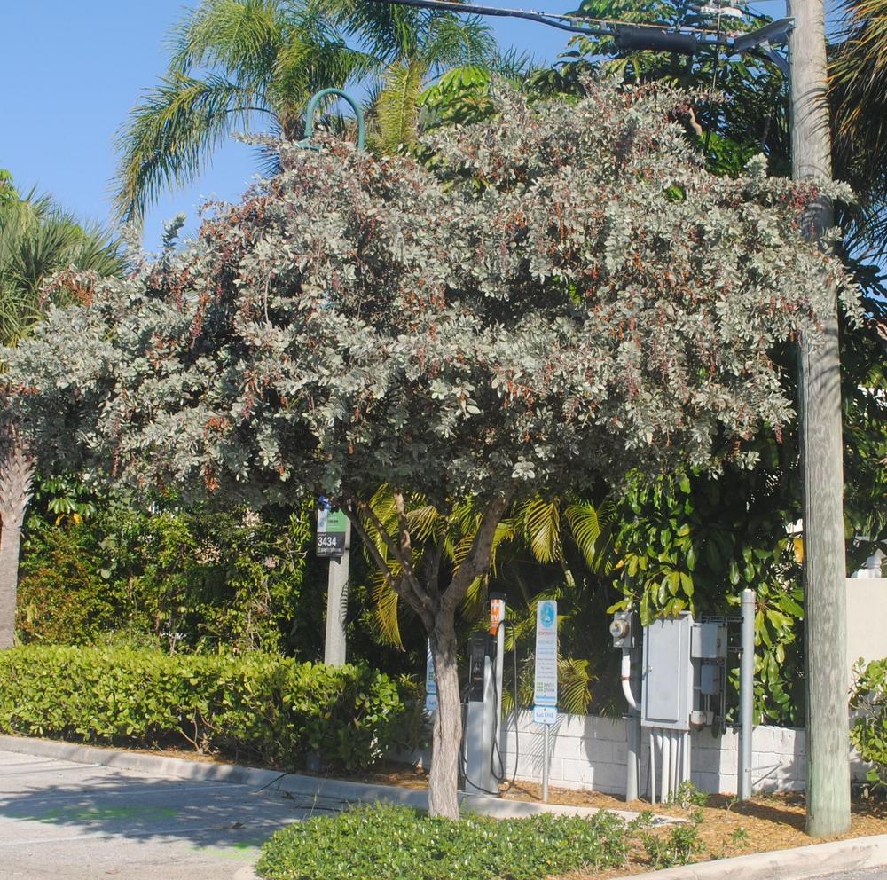 Silver Buttonwood (Conocarpus erectus f. sericeus) - Garden.org