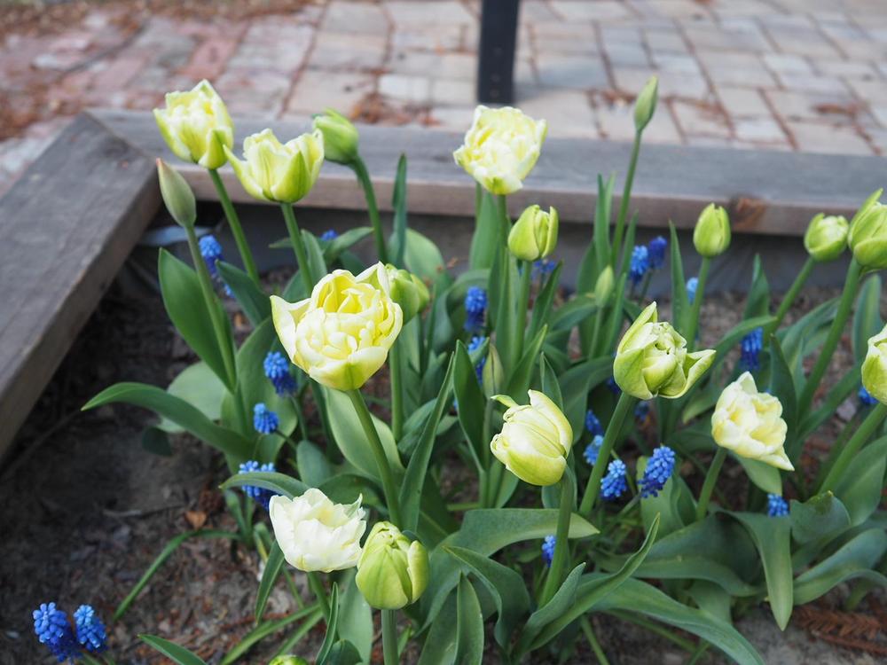 Tulip (Tulipa 'Avant Garde') in the Tulips Database - Garden.org