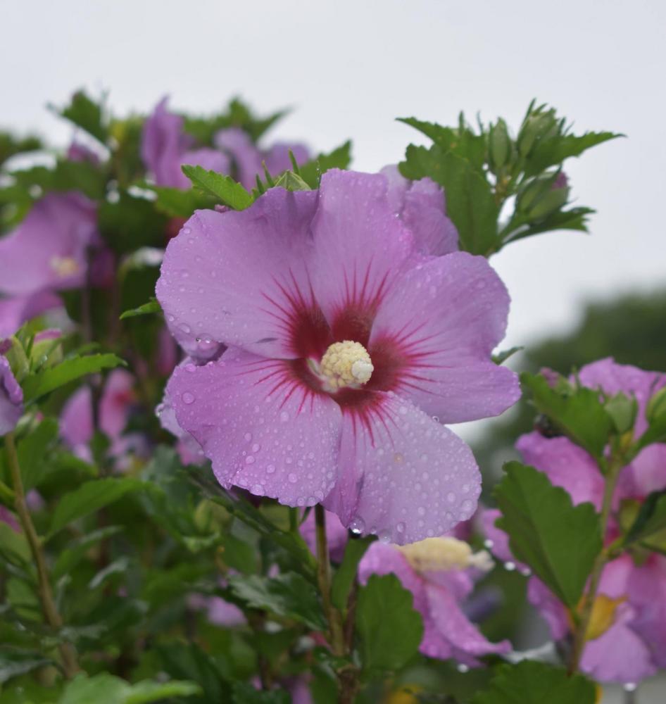 Rose Of Sharon (Hibiscus syriacus 'Minerva') in the Roses of Sharon ...