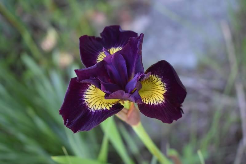 Siberian Iris (Iris 'Sultan's Ruby') in the Irises Database - Garden.org
