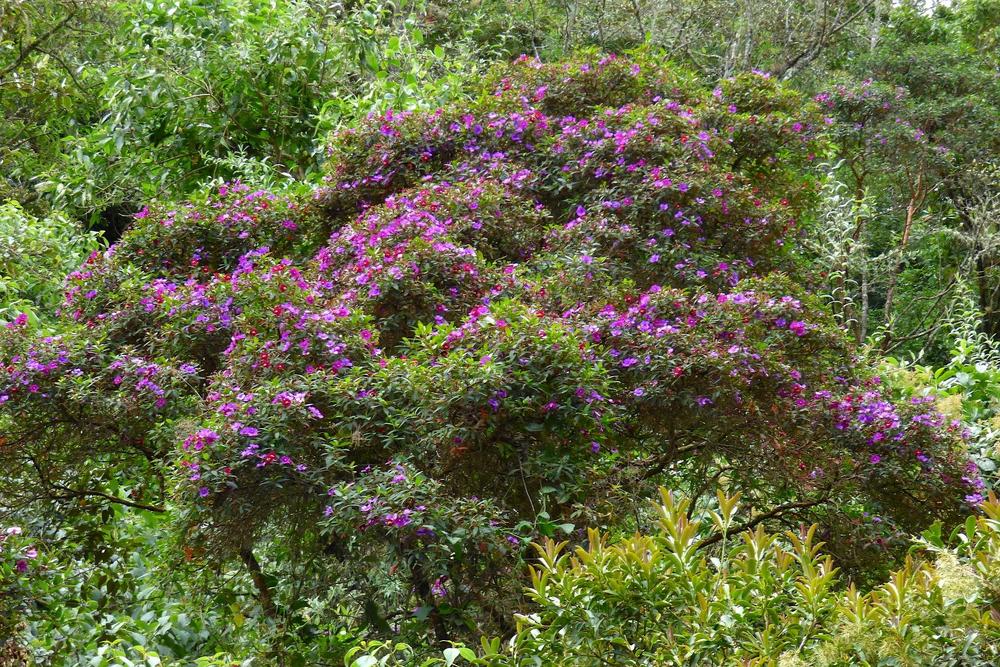 Andean Princess Flower (Andesanthus lepidotus) - Garden.org