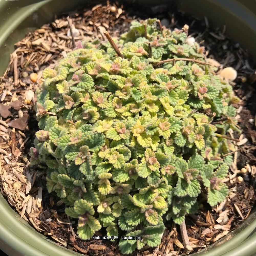Photo of the entire plant of Catmint (Nepeta x faassenii 'Purrsian Blue ...
