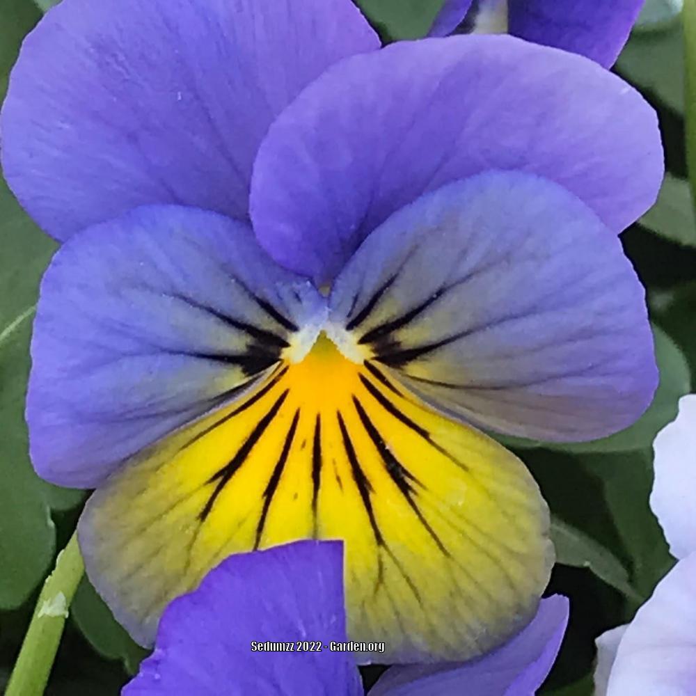 Viola (Viola cornuta Celestial™ Northern Lights) in the Violas Database ...