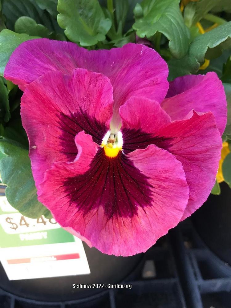 Photo of the bloom of Pansy (Viola x wittrockiana Colossus™ Red with ...