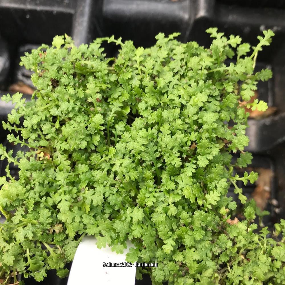 Mini Fairy Fern (Leptinella 'Tiny Tim') - Garden.org