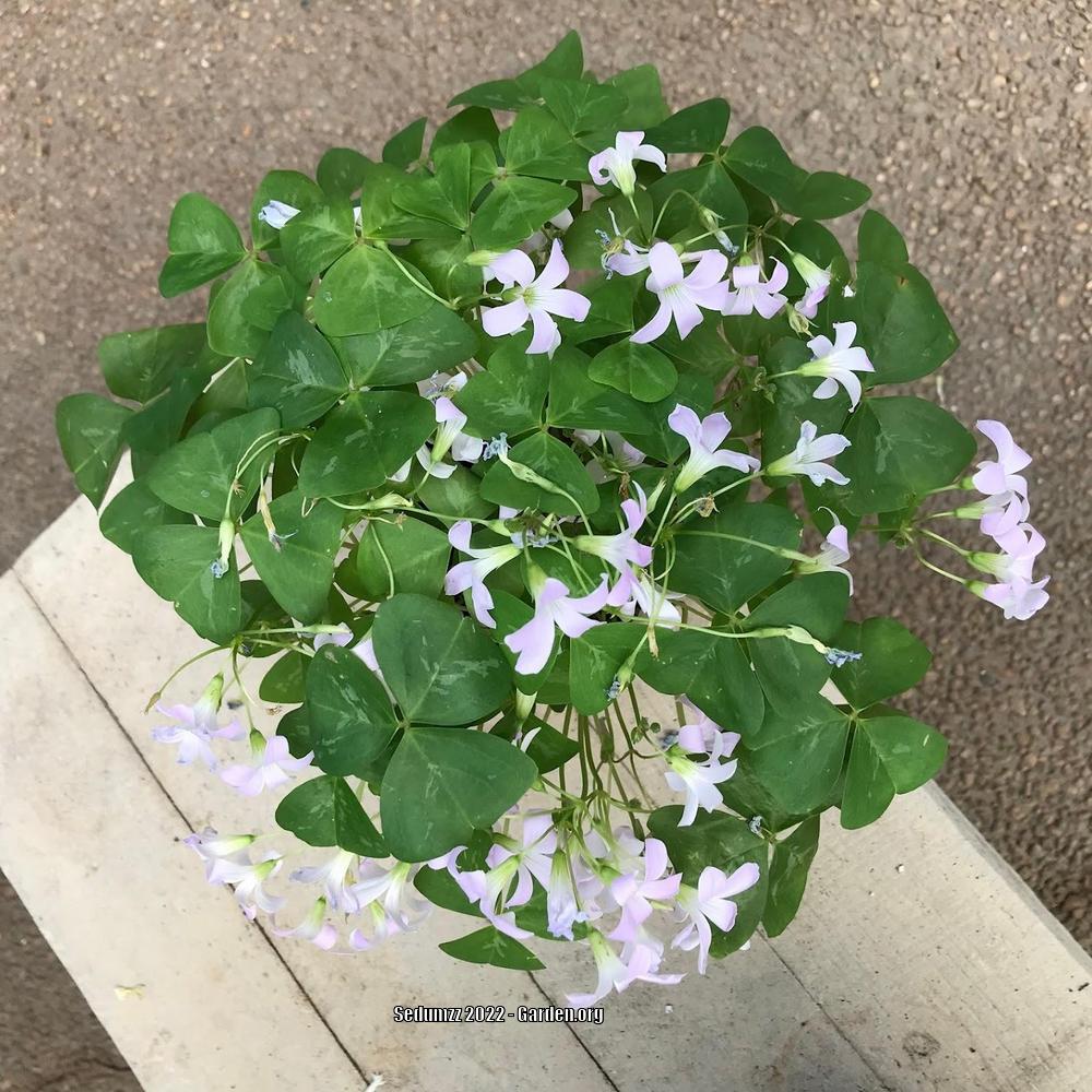 Wood Sorrel (Oxalis triangularis subsp. papilionacea 'Irish Mist') in ...