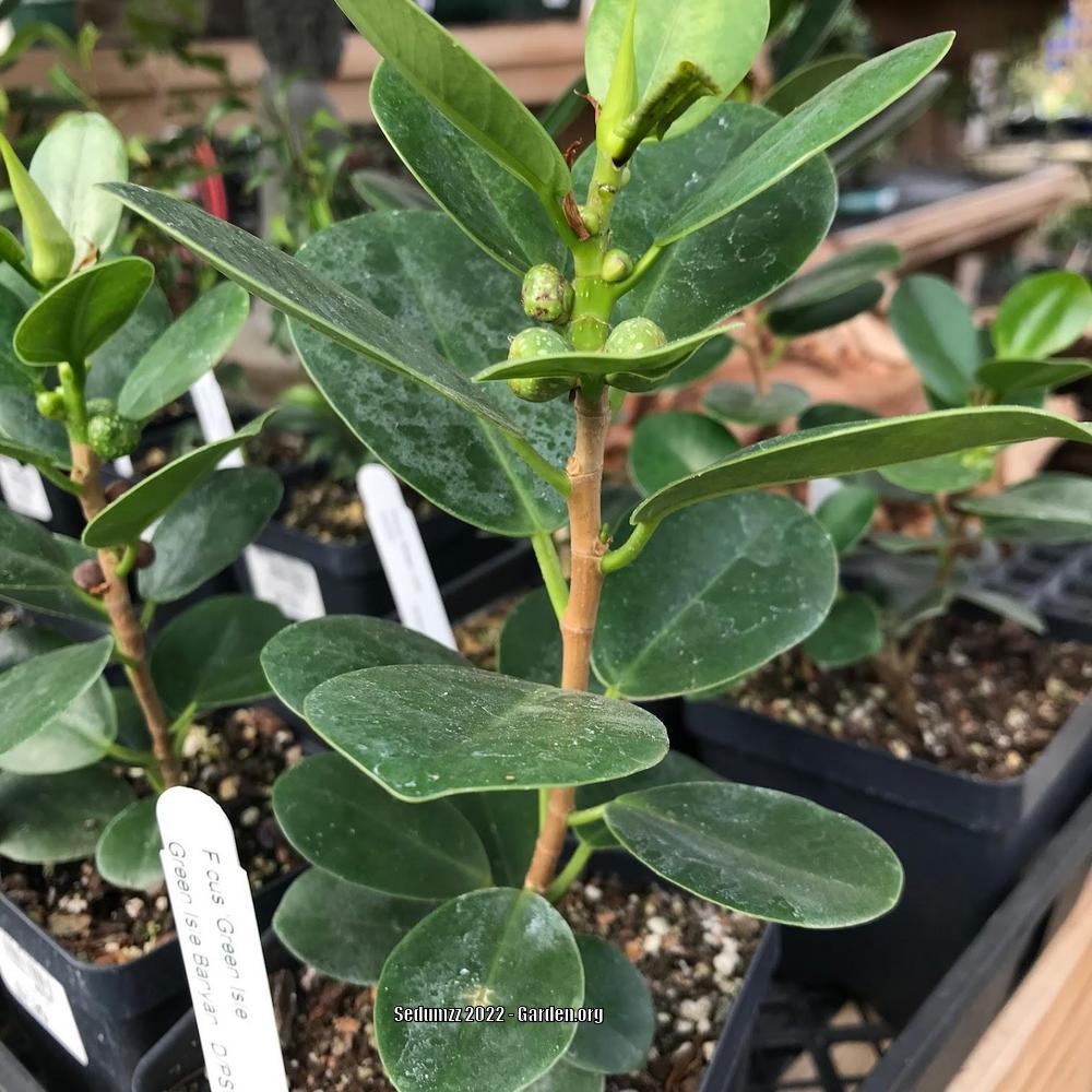 Dwarf Ficus (Ficus microcarpa 'Green Island') - Garden.org