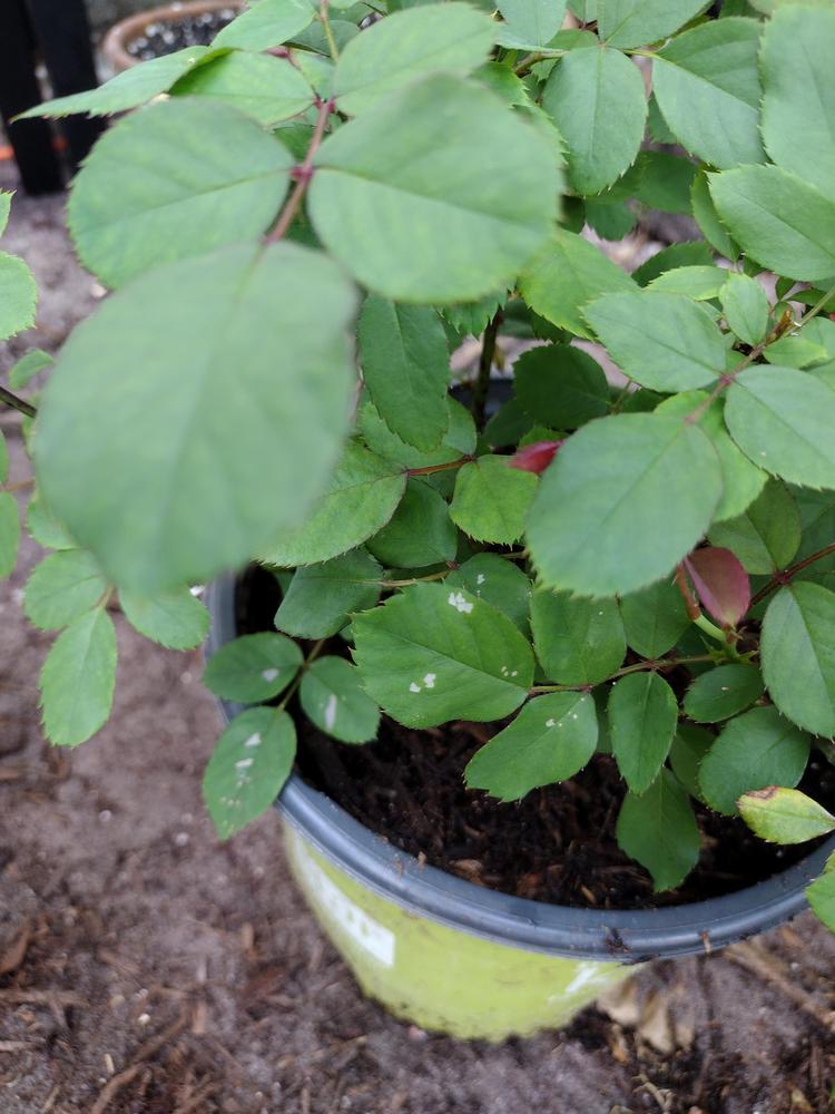Knock Out rose spots on leaves in the Roses forum - Garden.org