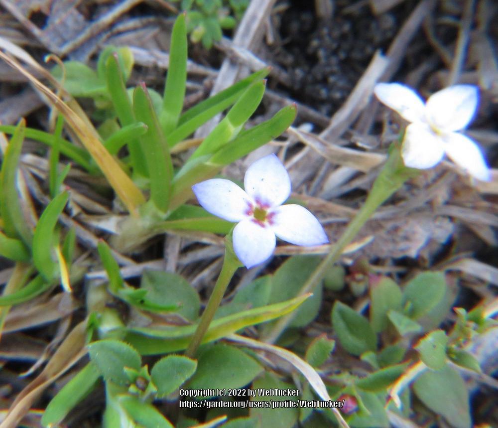 Photo of the entire plant of Small Bluets (Houstonia pusilla) posted by ...