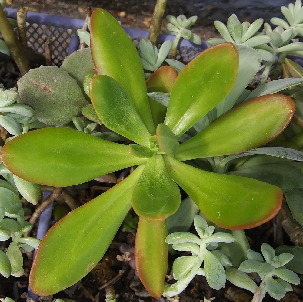 Photo of the leaves of Shrubby Stonecrop (Sedum dendroideum subsp ...