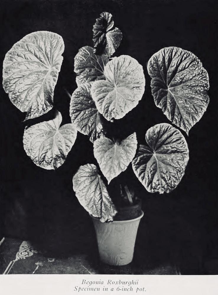 Photo of the documentation of Begonia (Begonia roxburghii) posted by ...