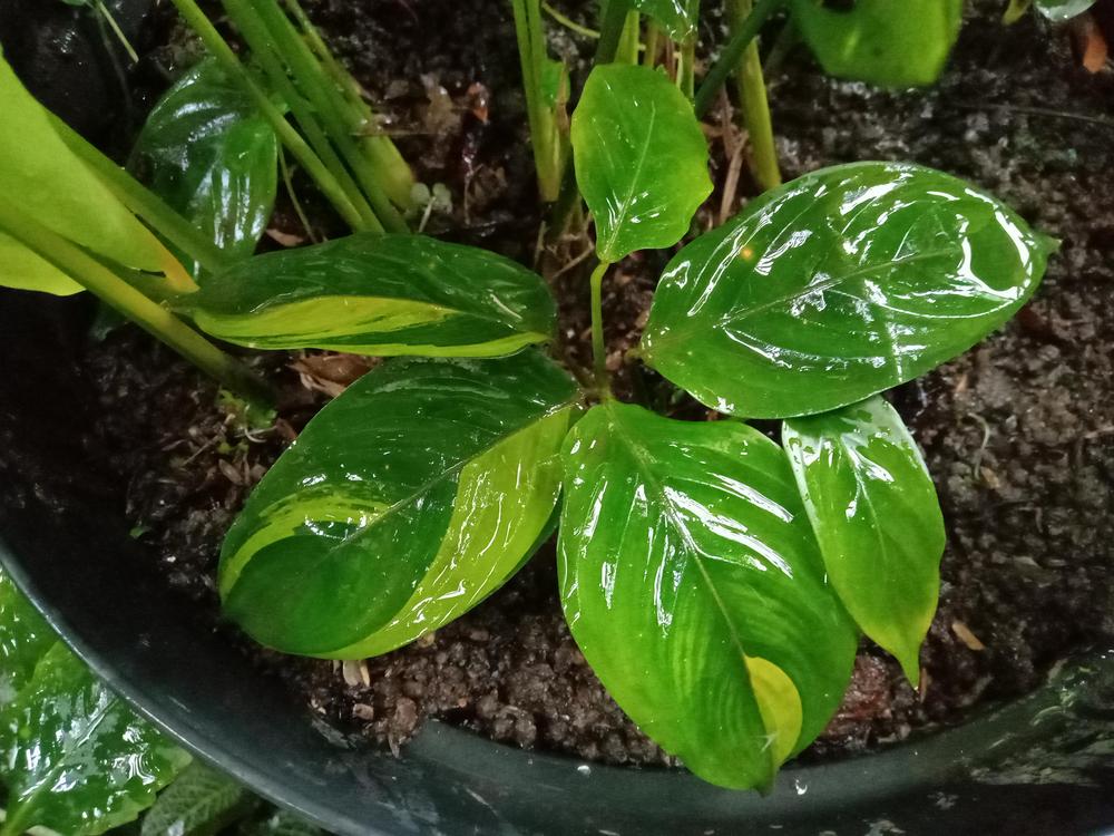 Photo of the entire plant of Phrynium villosulum posted by tofitropic ...