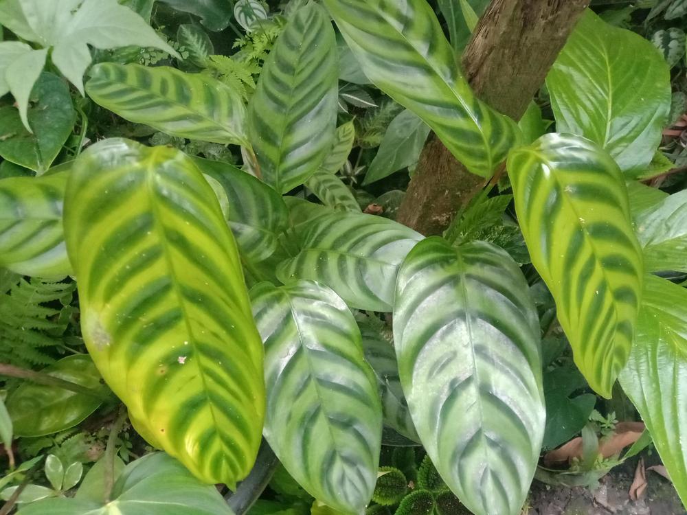 Photo of the entire plant of Phrynium villosulum posted by tofitropic ...