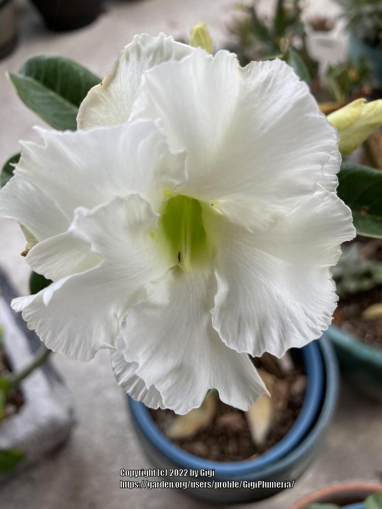 Photo of the bloom of Desert Rose (Adenium 'White Angel') posted by ...
