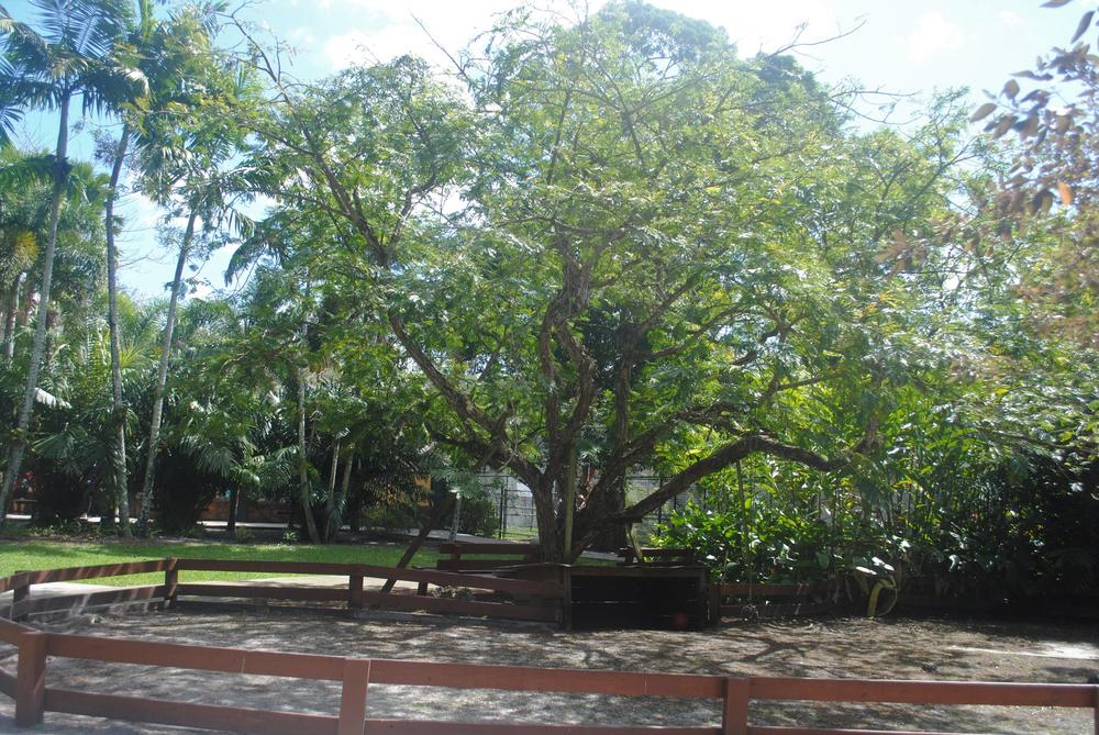 Royal Mahogany (Cojoba arborea) - Garden.org