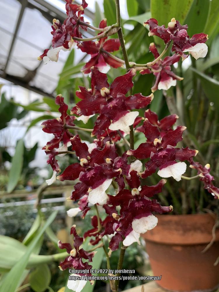 Orchid (Oncidium Aka Baby 'Raspberry Chocolate') - Garden.org