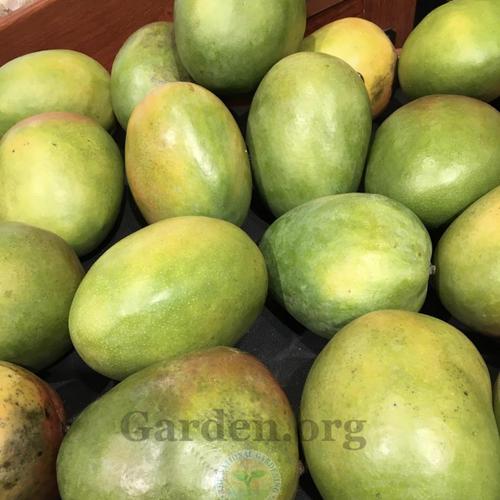 Mango (Mangifera indica 'Kent') in the Mangoes Database - Garden.org