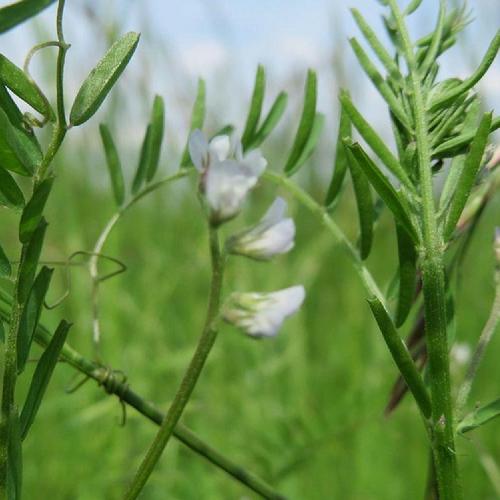 Hairy Tare (Vicia hirsuta) - Garden.org