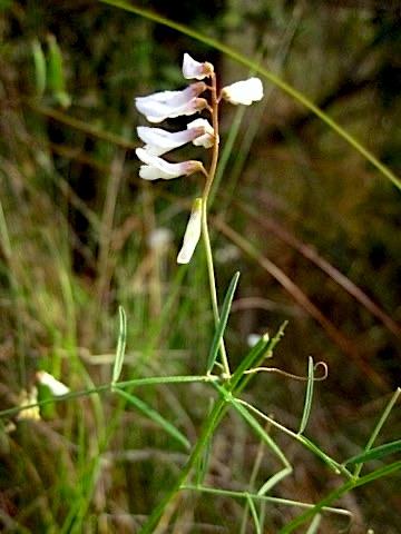 Photo of the bloom of FourLeaf Vetch (Vicia acutifolia) posted by ...