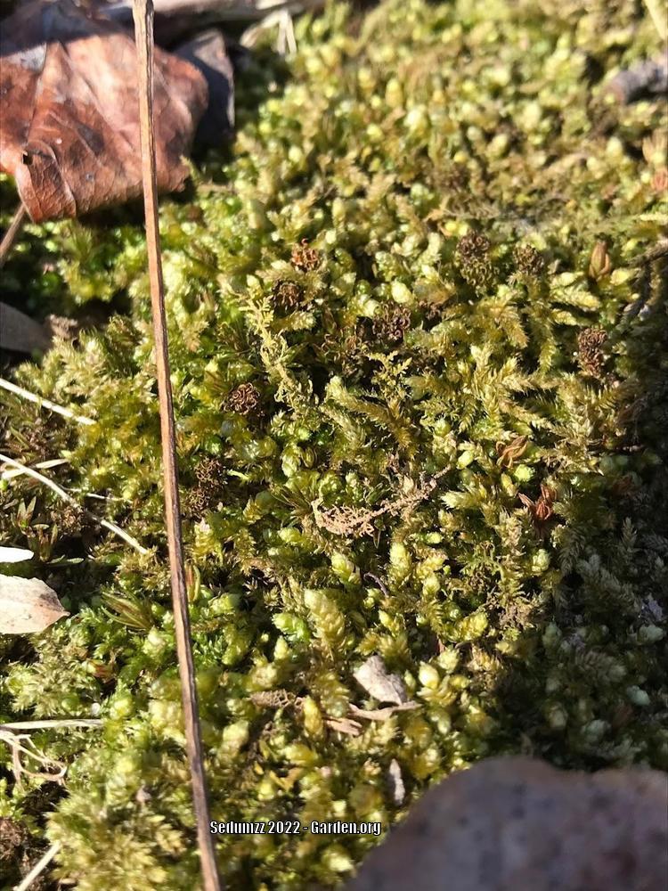 Photo of the entire plant of Spoon Moss (Bryoandersonia illecebra ...