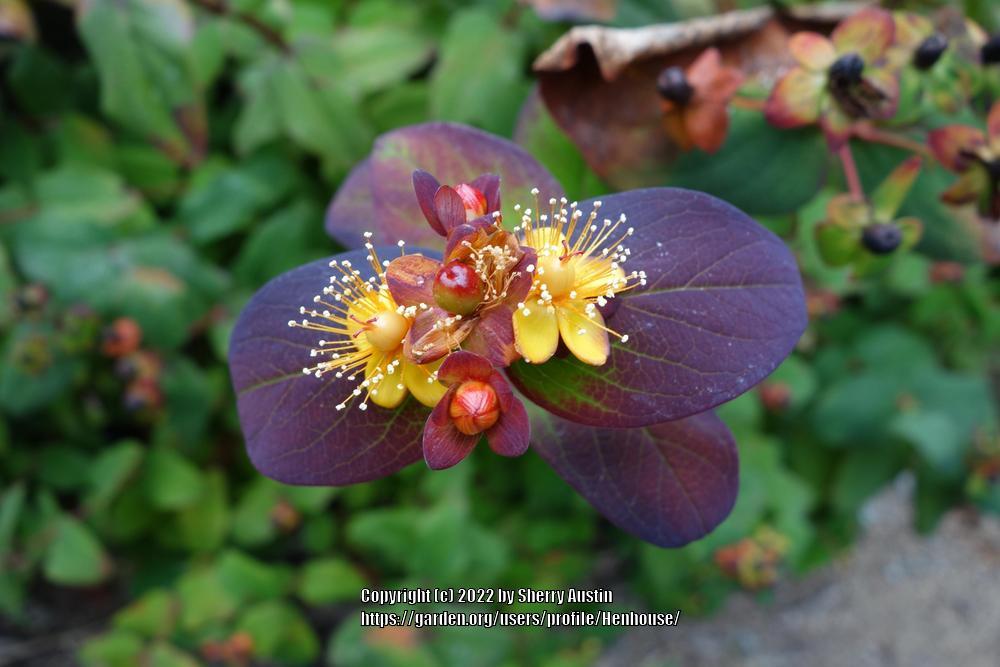 St. John's Wort (Hypericum x inodorum 'Albury Purple') - Garden.org