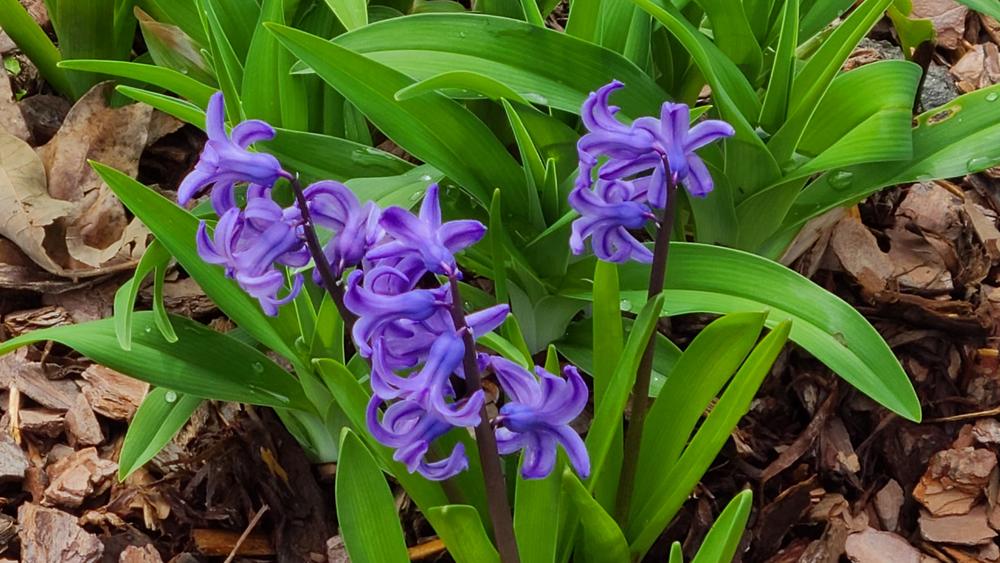 Dutch Hyacinth (Hyacinthus 'Roman Dark Blue') in the Hyacinths Database ...