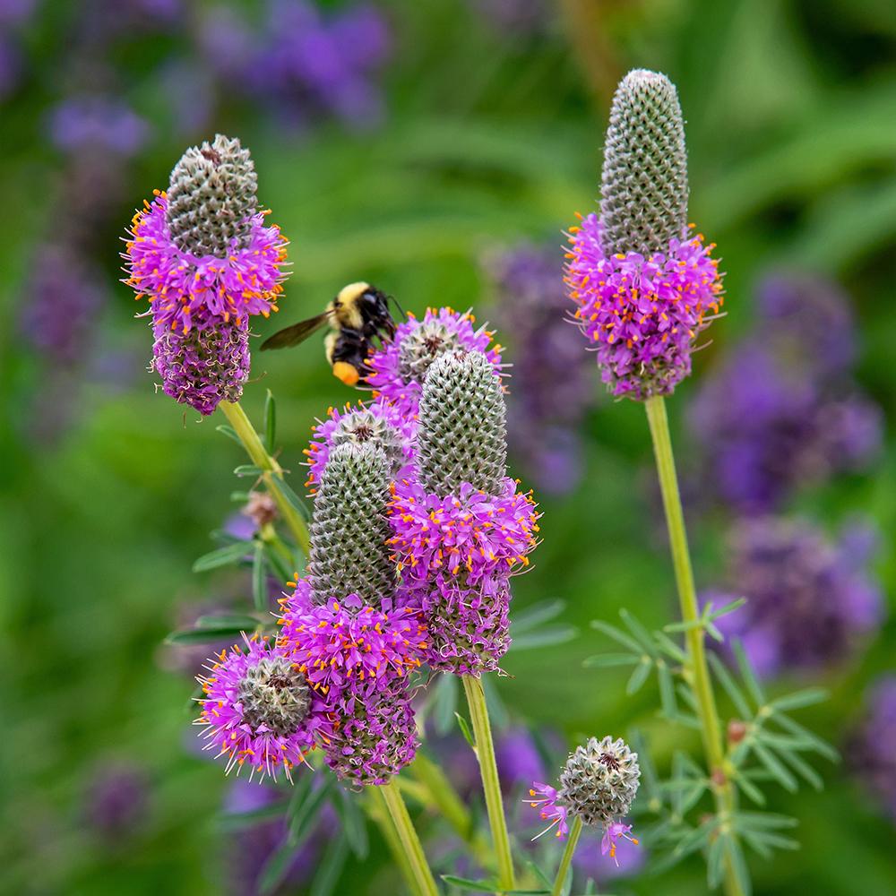 Purple Prairie Clover (Dalea purpurea) - Garden.org