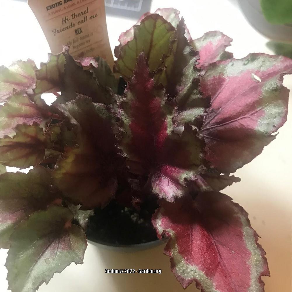 Photo of the entire plant of Begonia 'Spitfire' posted by sedumzz ...