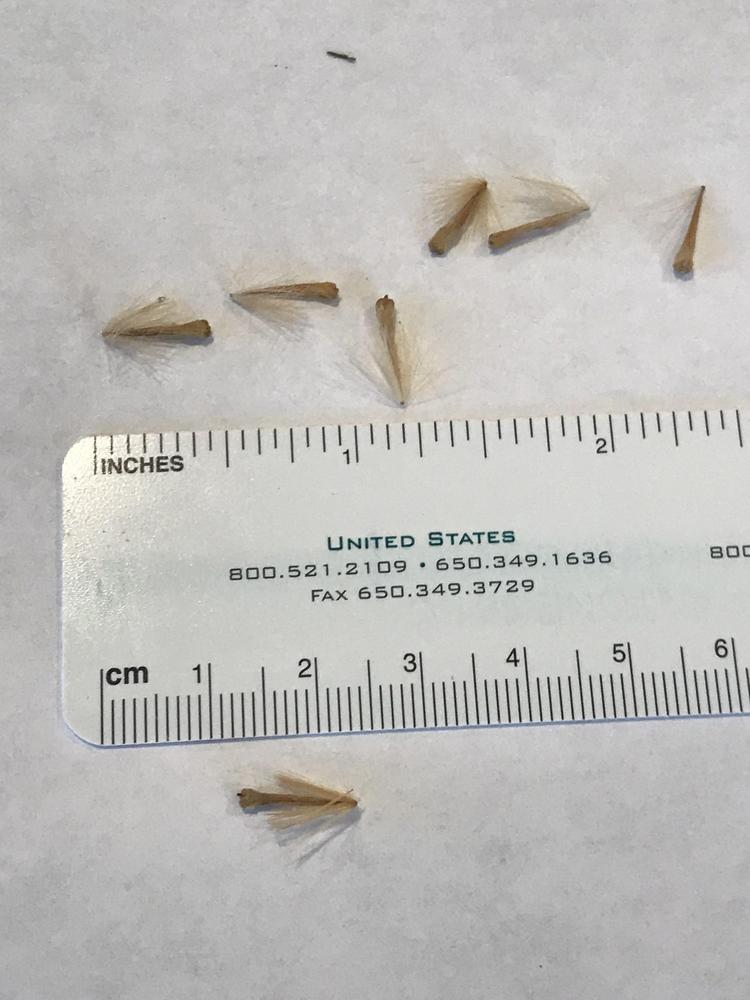 Parachute seed identification? in the Plant ID forum - Garden.org