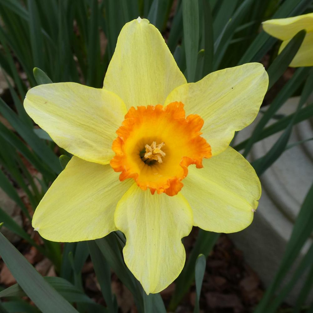 Photo of the bloom of Large-cupped Daffodil (Narcissus 'Red Devon ...