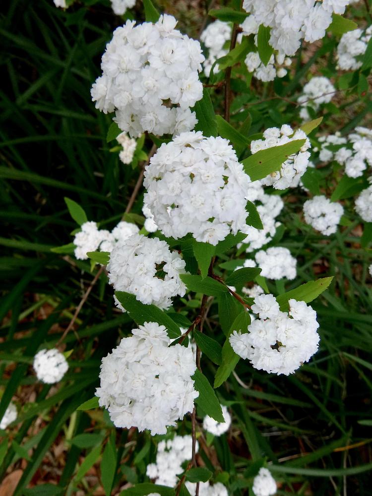 Photo of the bloom of Double Reeves Spirea (Spiraea cantoniensis ...