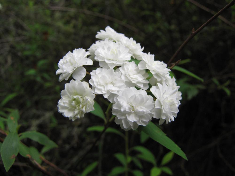 Double Reeves Spirea (Spiraea cantoniensis 'Lanceata') in the Spiraeas ...