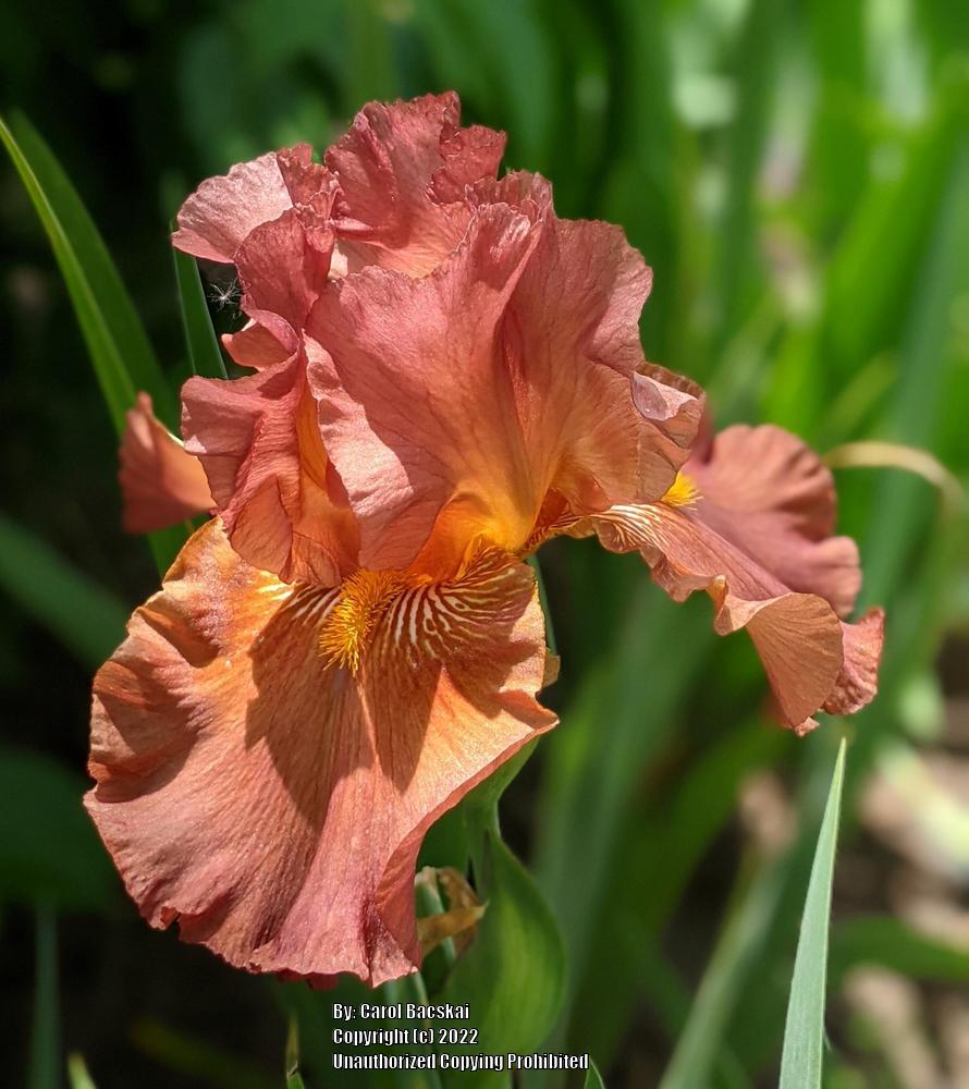 Tall Bearded Iris (Iris 'Copper Classic') in the Irises Database ...