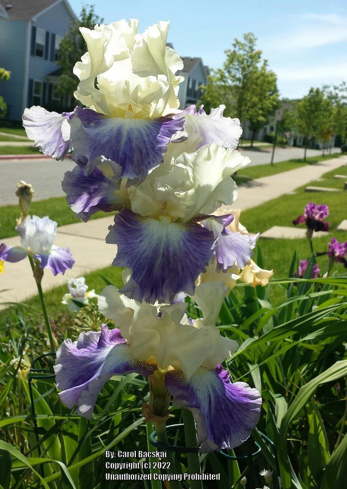 Photo of the bloom of Tall Bearded Iris (Iris 'Seakist') posted by Artsee1 - Garden.org