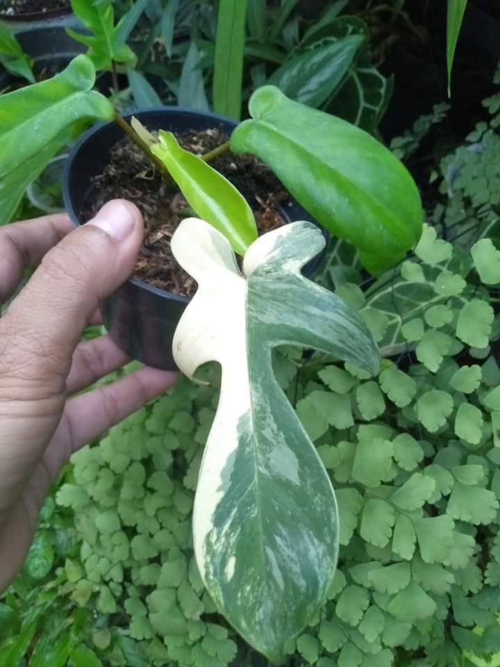 Variegated Philodendron (Philodendron 'Florida Beauty Variegata') in ...