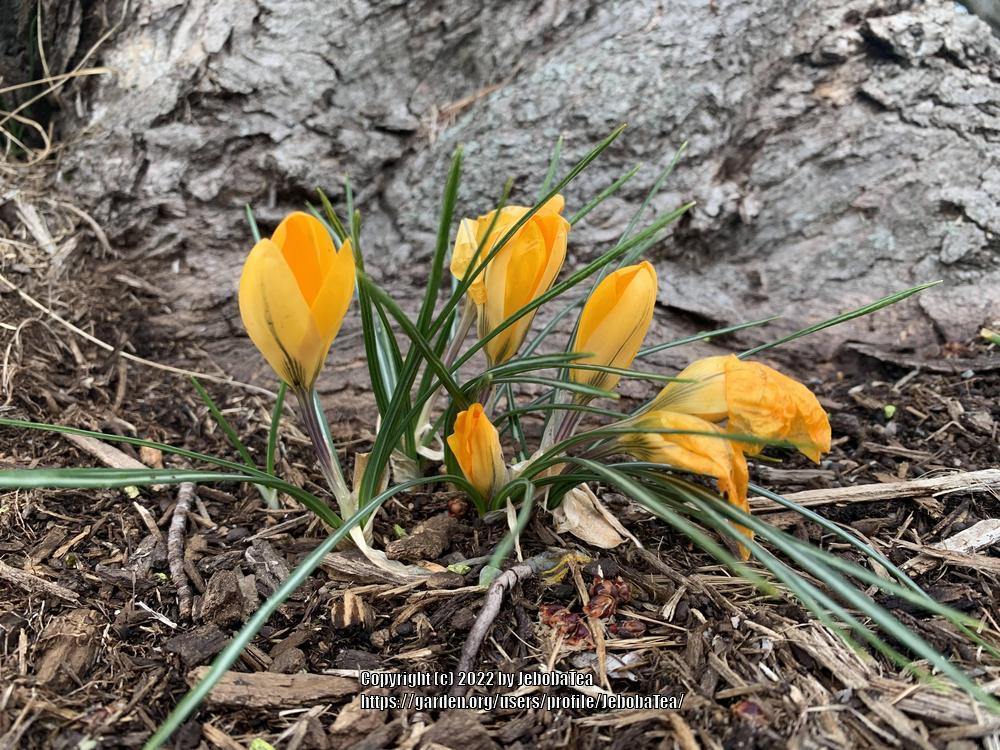 Photo of the entire plant of Dutch Crocus (Crocus 'Yellow Mammoth ...