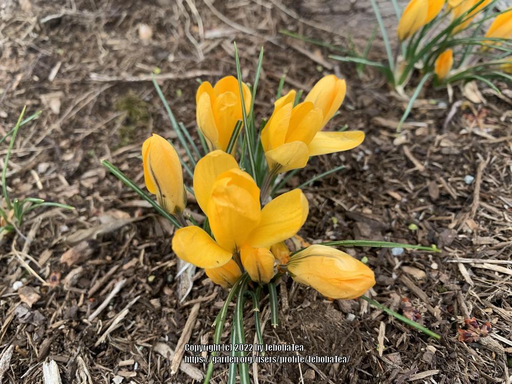 Photo of the entire plant of Dutch Crocus (Crocus 'Yellow Mammoth ...