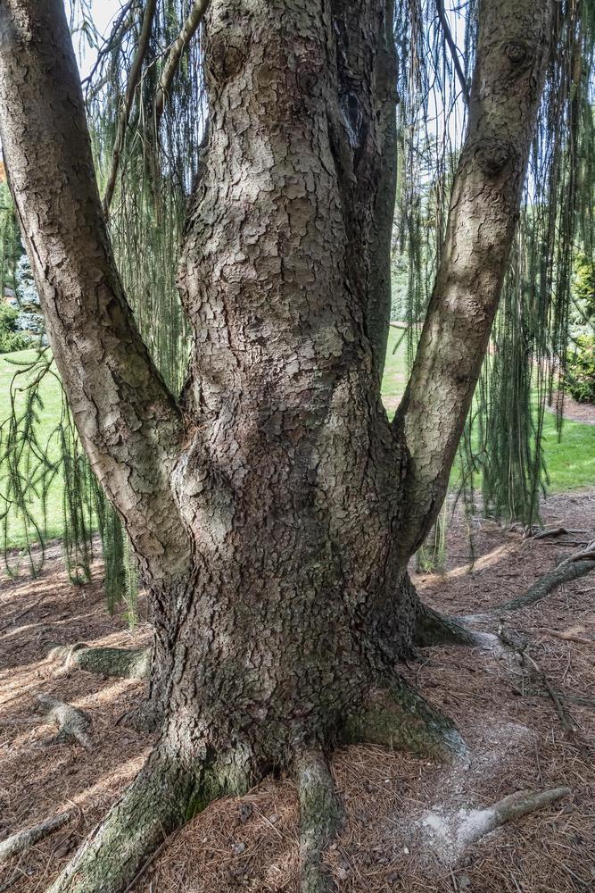 Photo of the stem, scape, stalk or bark of Snake Branch Spruce (Picea ...