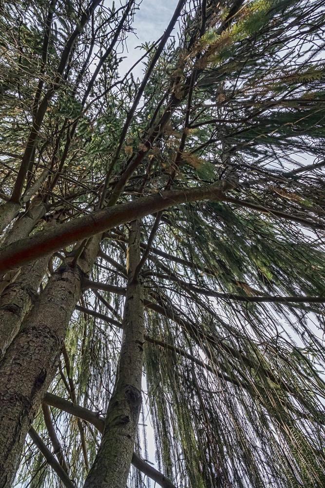 Photo of the stem, scape, stalk or bark of Snake Branch Spruce (Picea ...