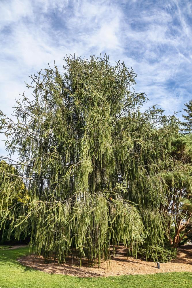 Photo of the entire plant of Snake Branch Spruce (Picea abies 'Virgata ...