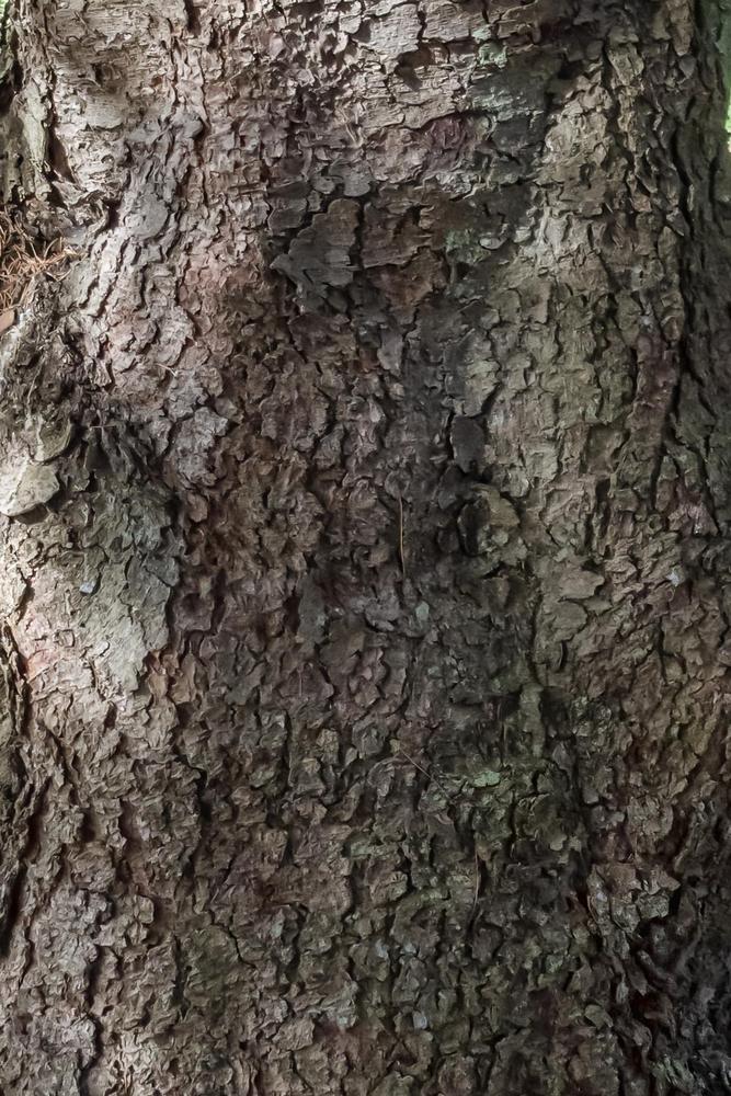 Photo of the stem, scape, stalk or bark of Snake Branch Spruce (Picea ...