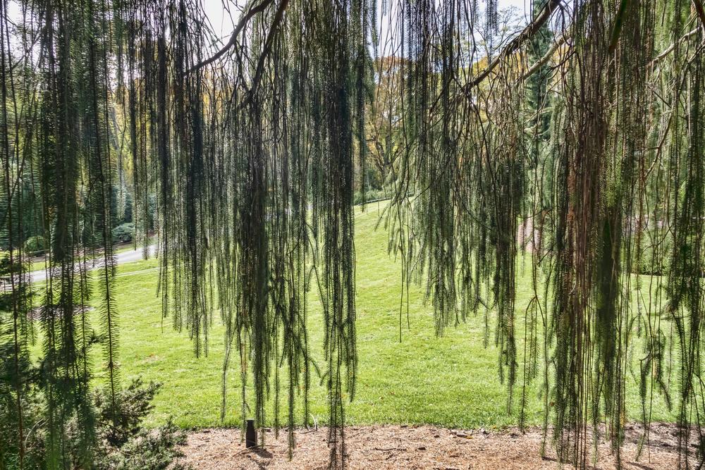 Photo of the stem, scape, stalk or bark of Snake Branch Spruce (Picea ...