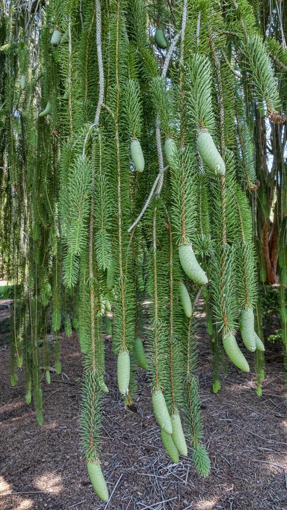 Snake Branch Spruce (Picea abies 'Virgata') in the Spruces Database ...