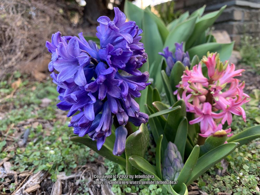 Photo of the bloom of Hyacinth (Hyacinthus orientalis) posted by JebobaTea - Garden.org