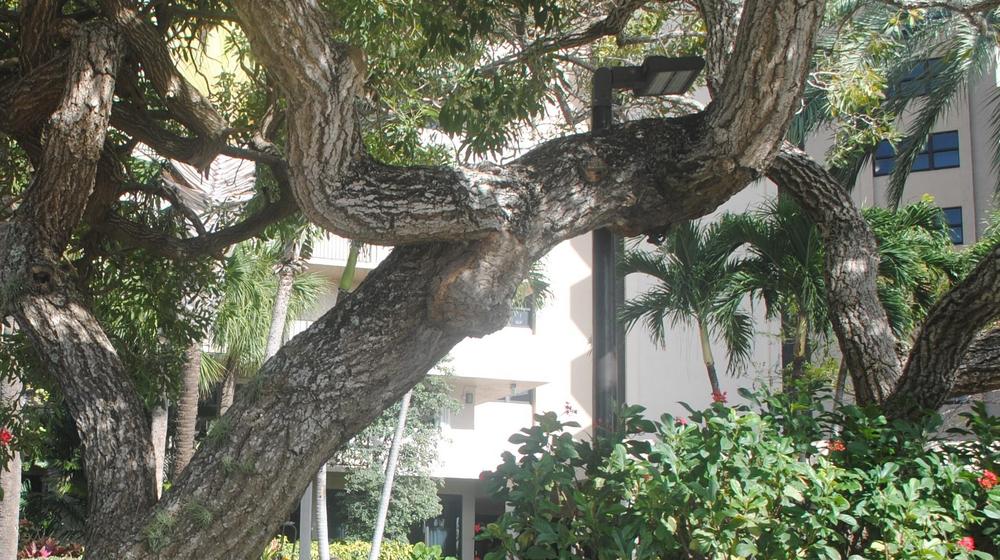 Photo of the stem, scape, stalk or bark of False Mastic (Sideroxylon ...